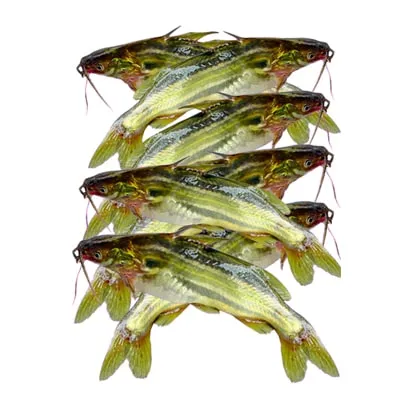 Tengra Fish (500g) Block - Halal Grocery